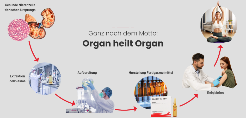 Biomolekulare Therapie | vitOrgan